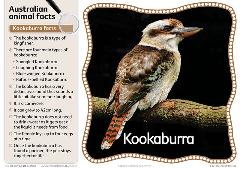 Springboard Stories - Australia animal fact cards